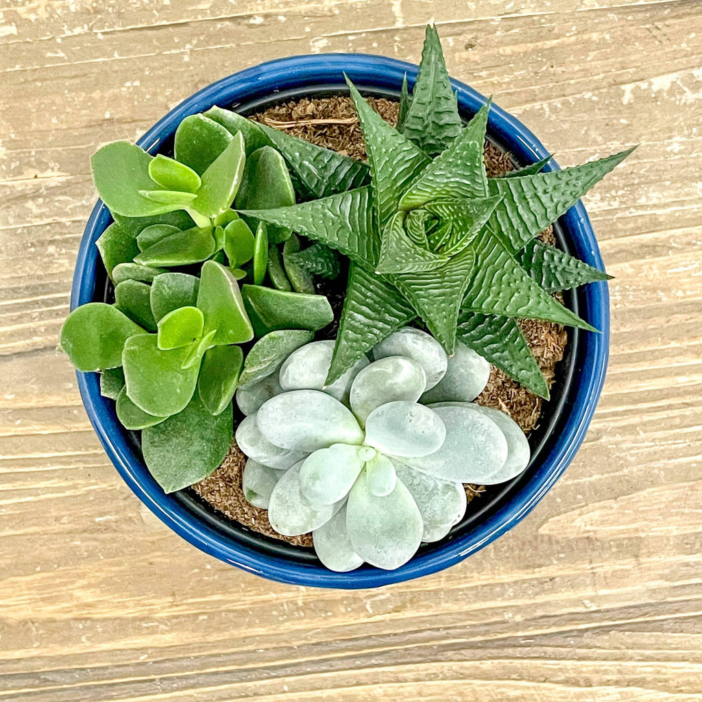 Succulent Combo Garden - Assorted - 6.5-inch Pot