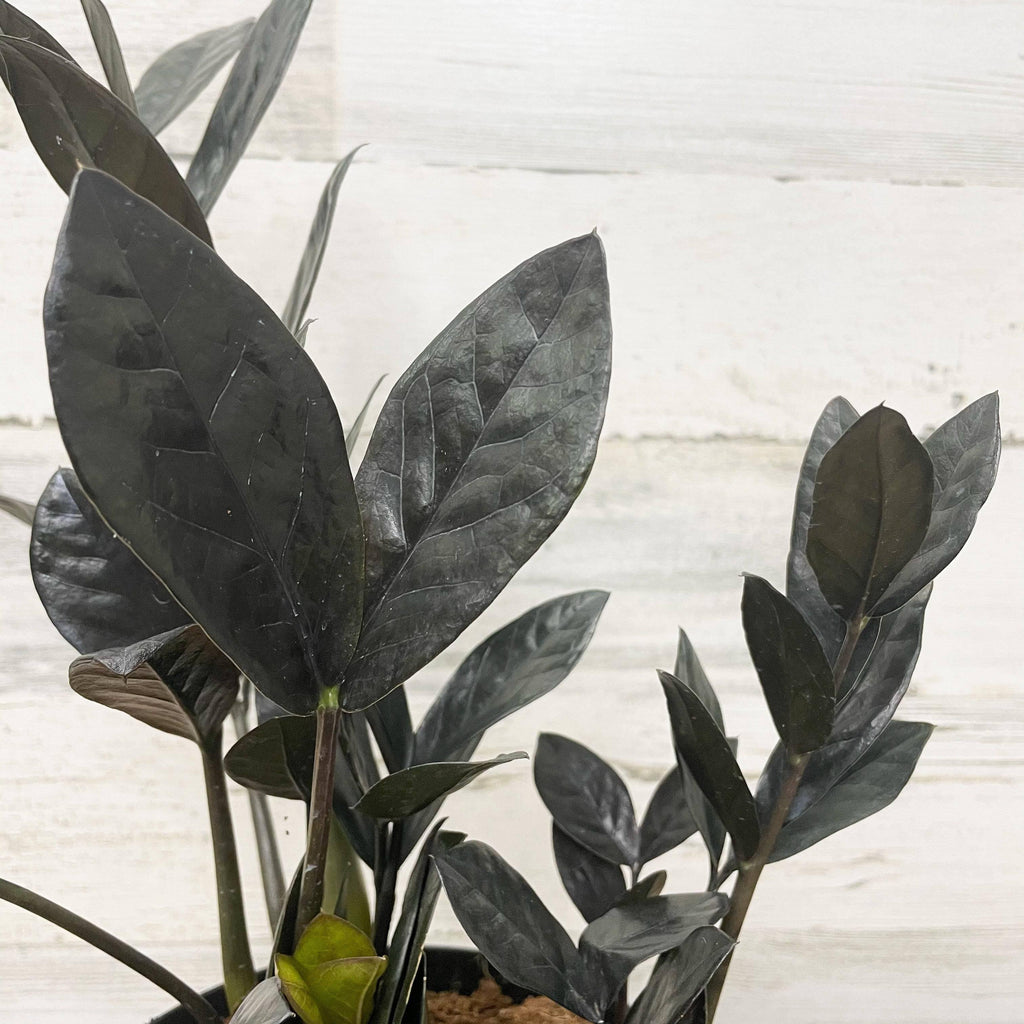 ZZ - Raven - 6-inch Pot