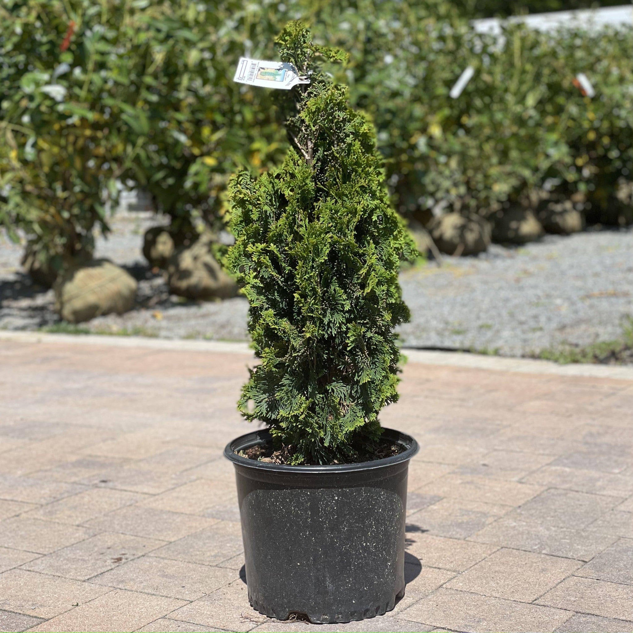 Arborvitae - Degroot's Spire - 3 gallon