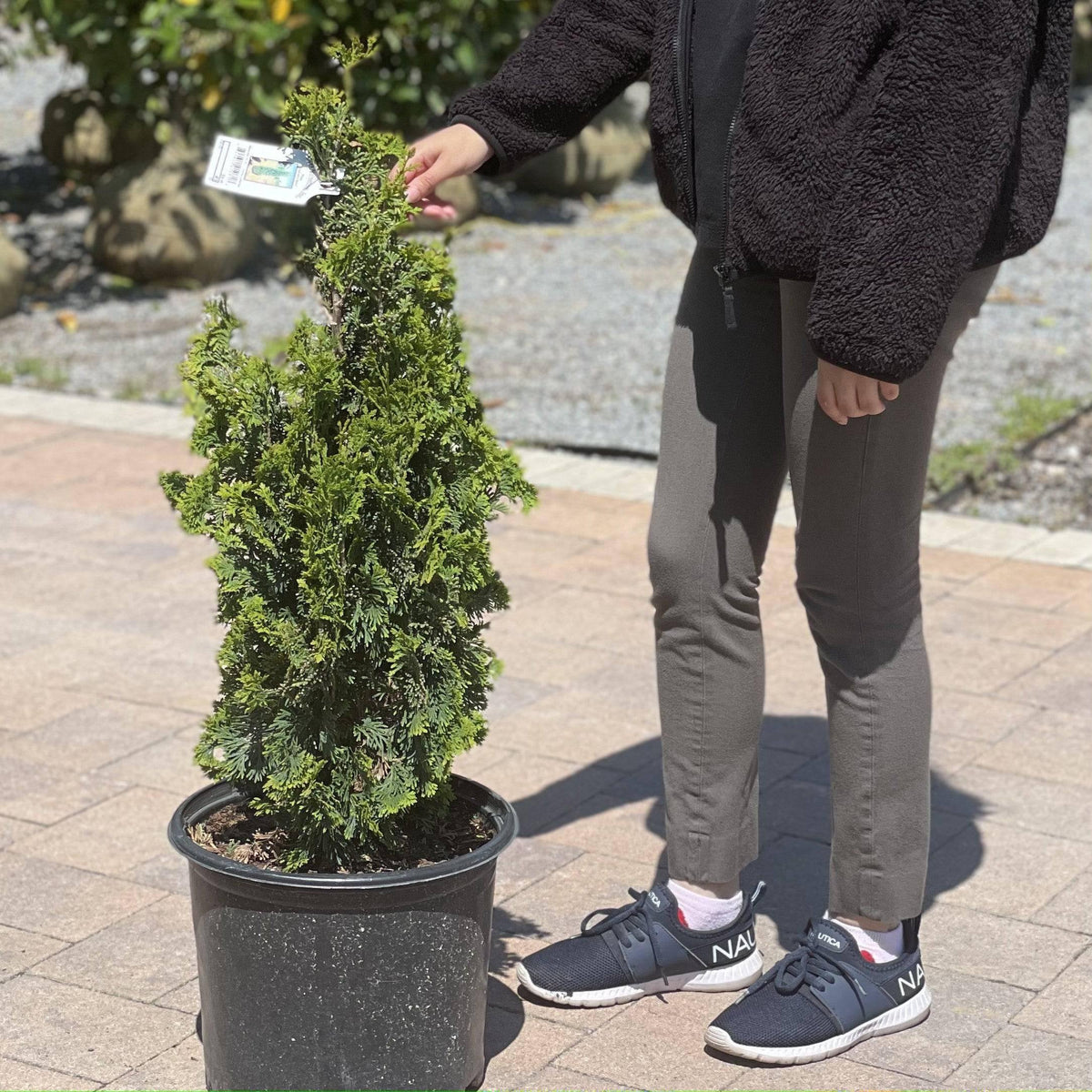 Arborvitae - Degroot's Spire - 3 gallon