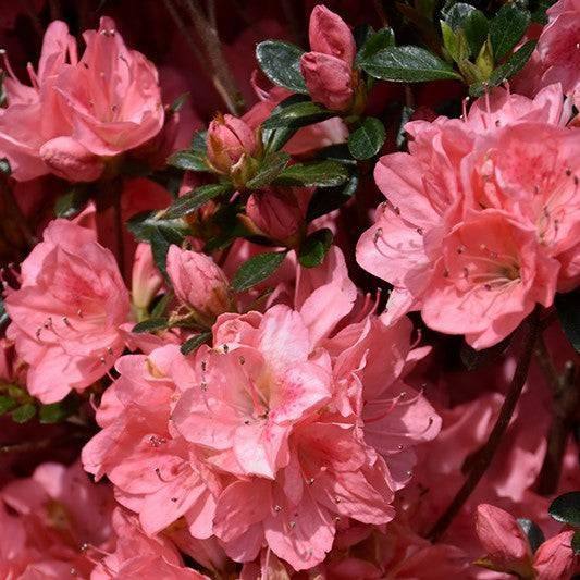 Azalea - Blaauw's Pink - 3 gallon