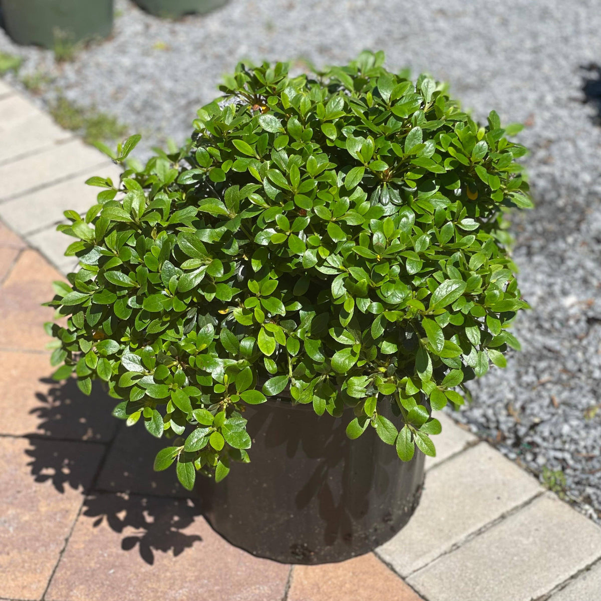 Azalea - Gumpo Pink - 3 gallon