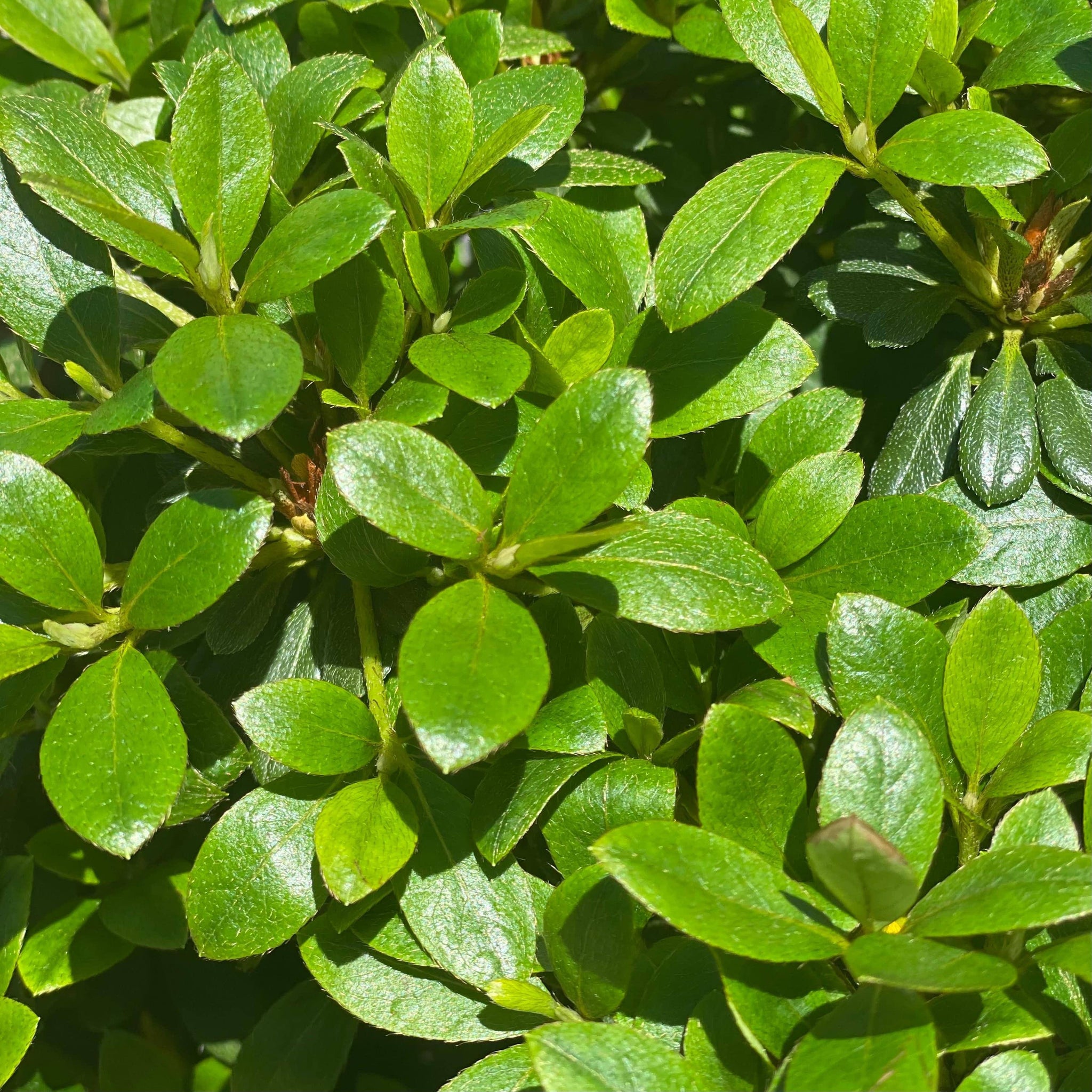 Azalea - Gumpo Pink - 3 gallon