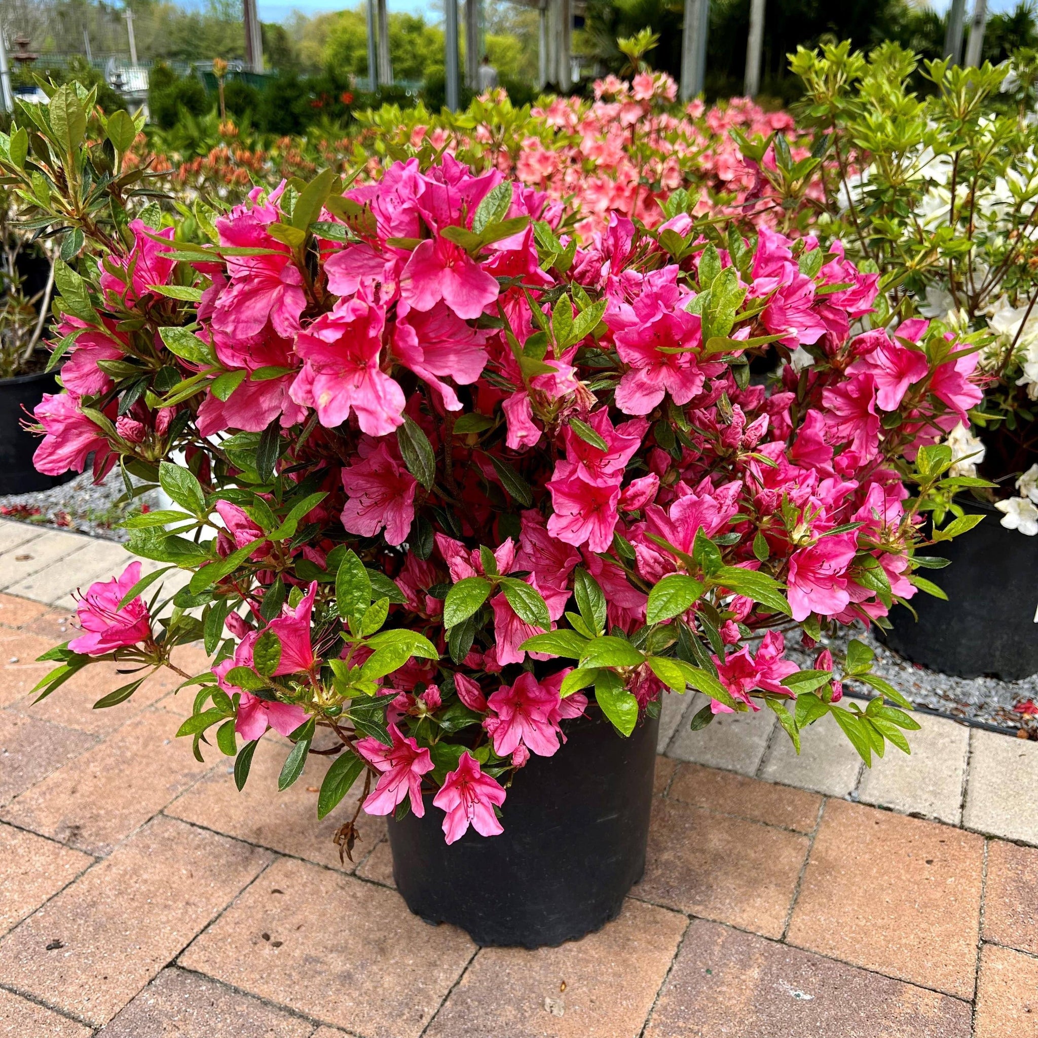 Azalea - Tradition - 3 gallon