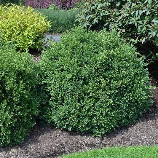 Boxwood Plant