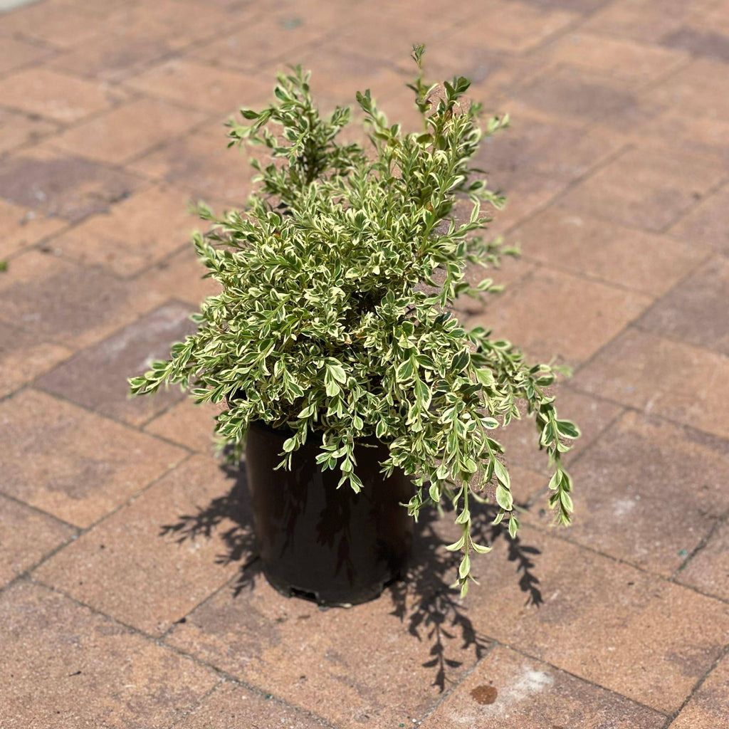 Boxwood - Variegated - 1 gallon