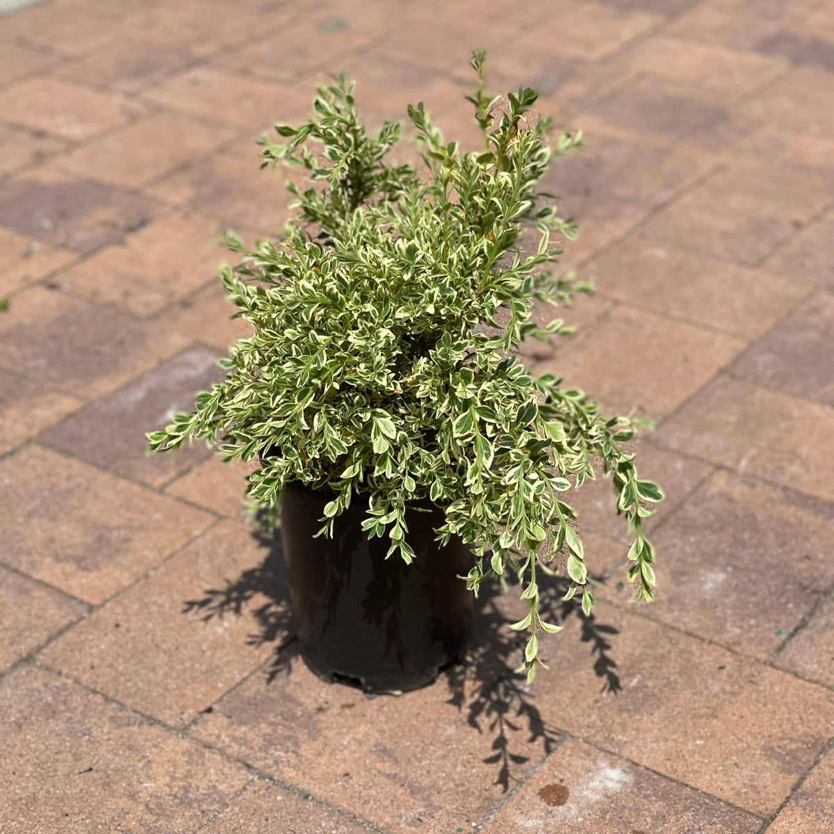 Boxwood - Variegated - 1 gallon