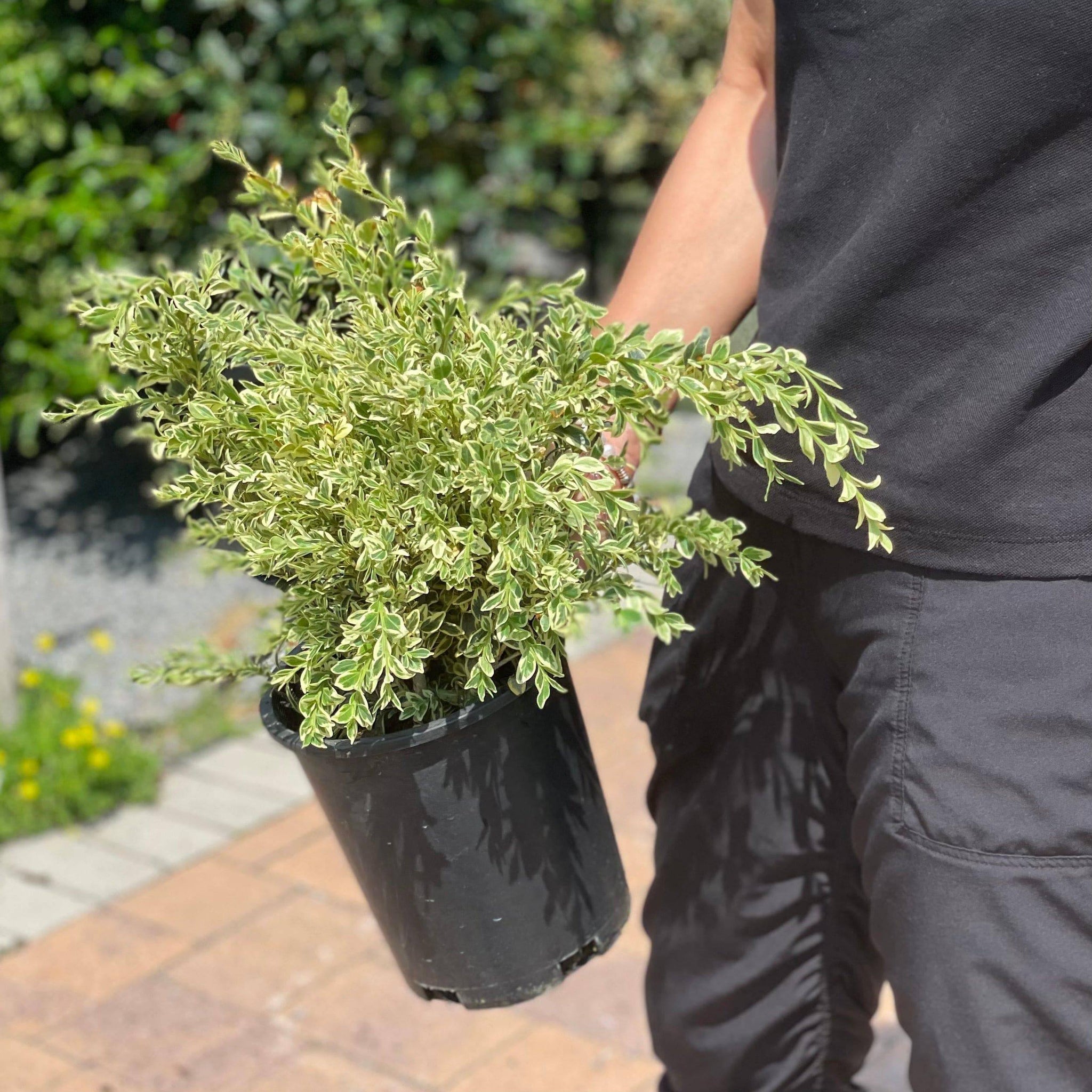 Boxwood - Variegated - 1 gallon