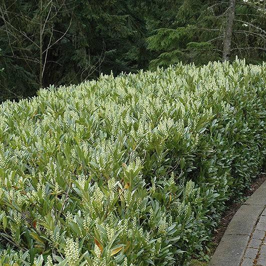 Cherry Laurel - Otto Luyken - Balled and Burlapped