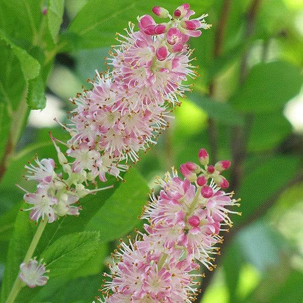 Clethra Butterflies