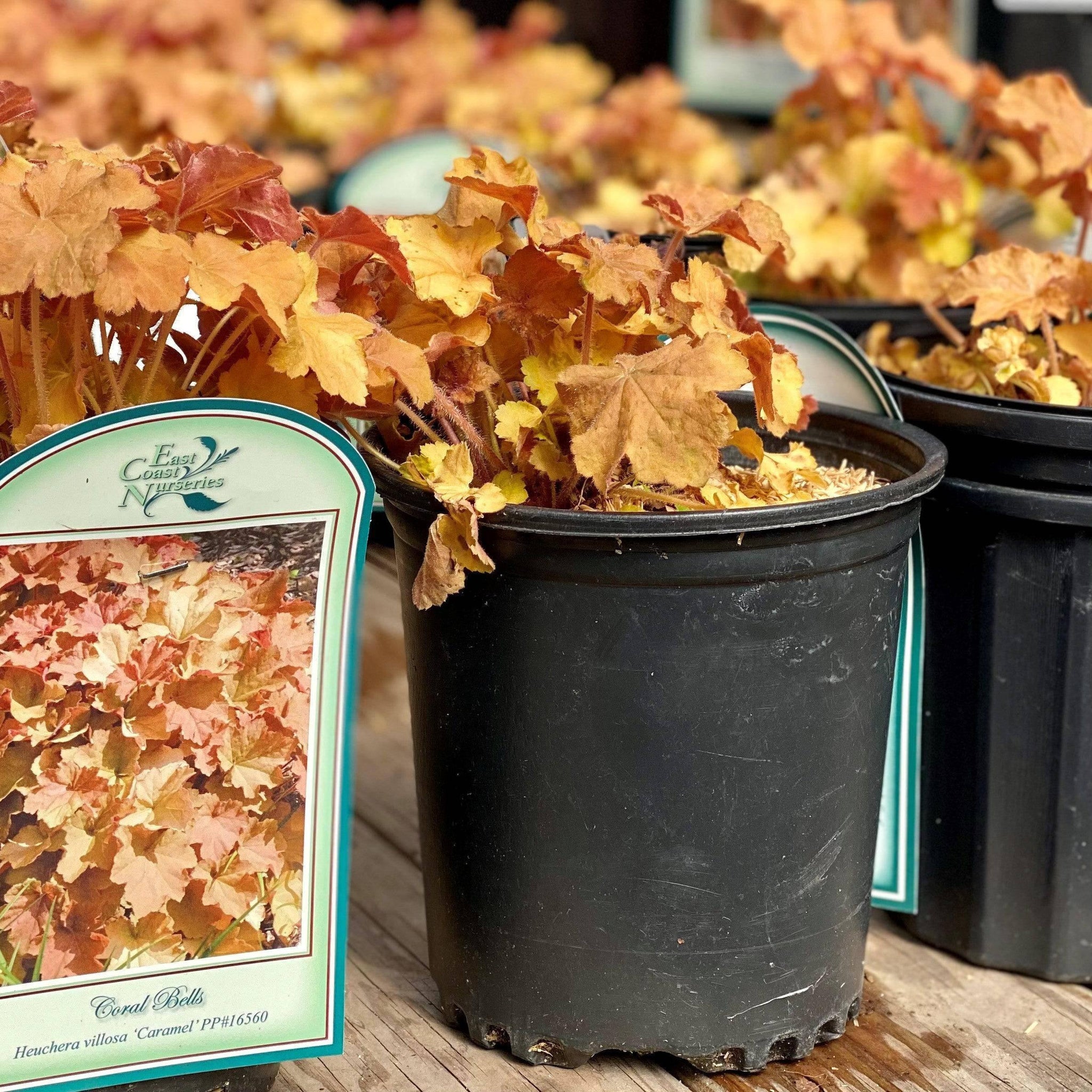 Coral Bells - Caramel - 1 gallon