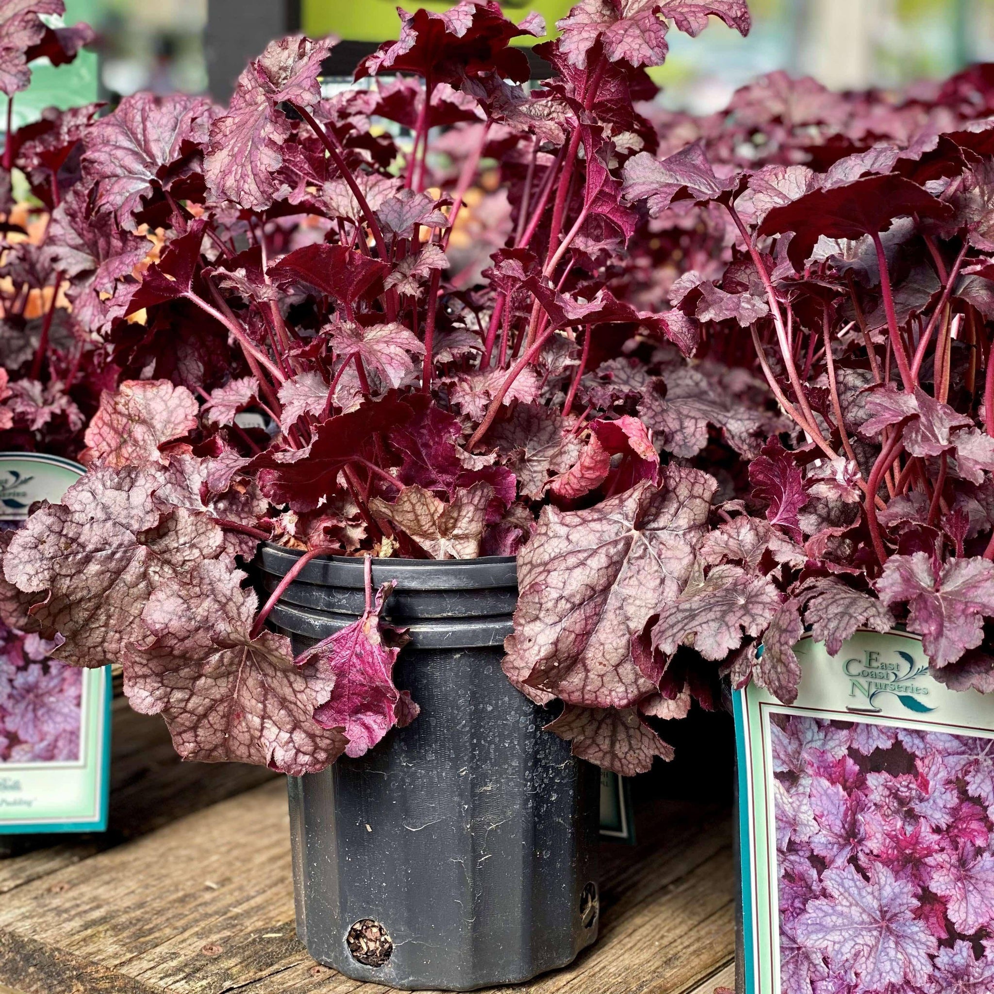 Coral Bells - Plum Pudding - 1 gallon