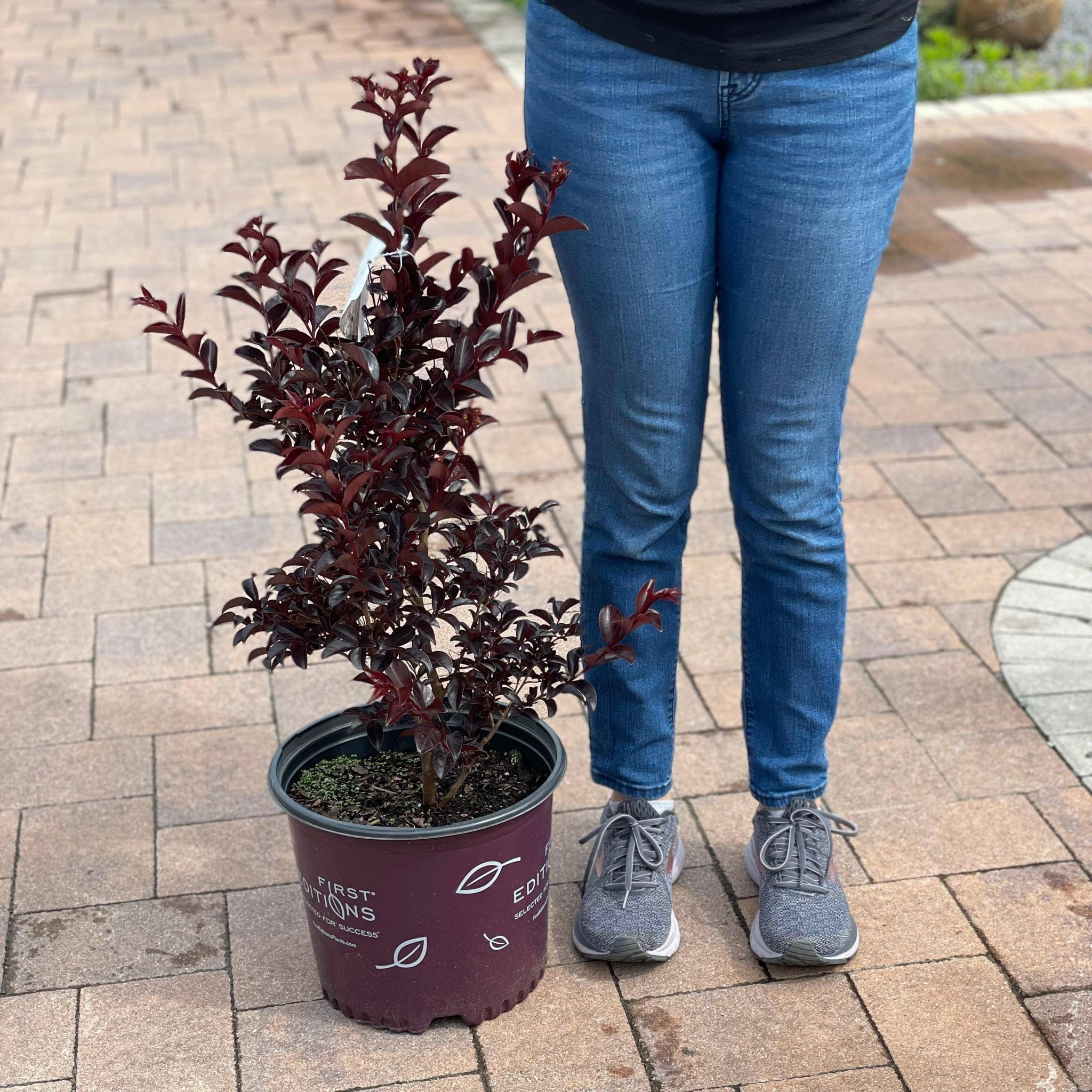 Crape Myrtle - Lunar Magic® - 3 gallon