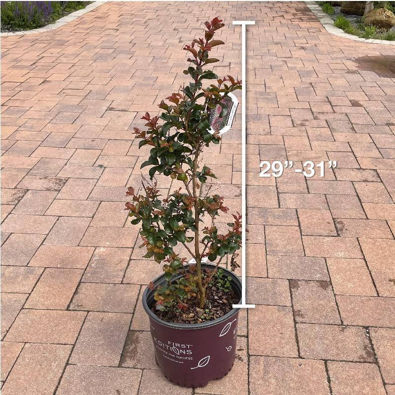 Crape Myrtle - Purple Magic - 3 gallon