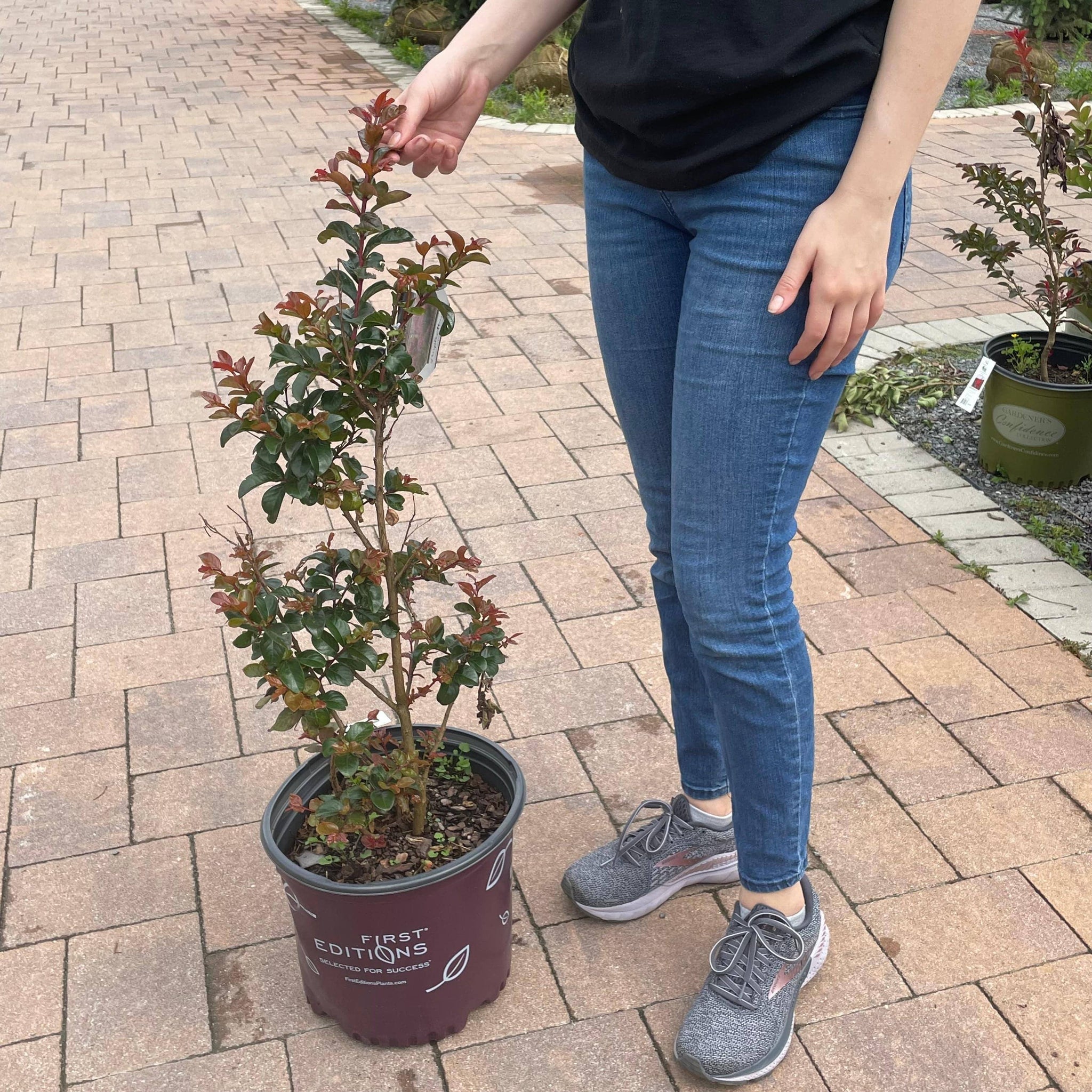 Crape Myrtle - Purple Magic - 3 gallon