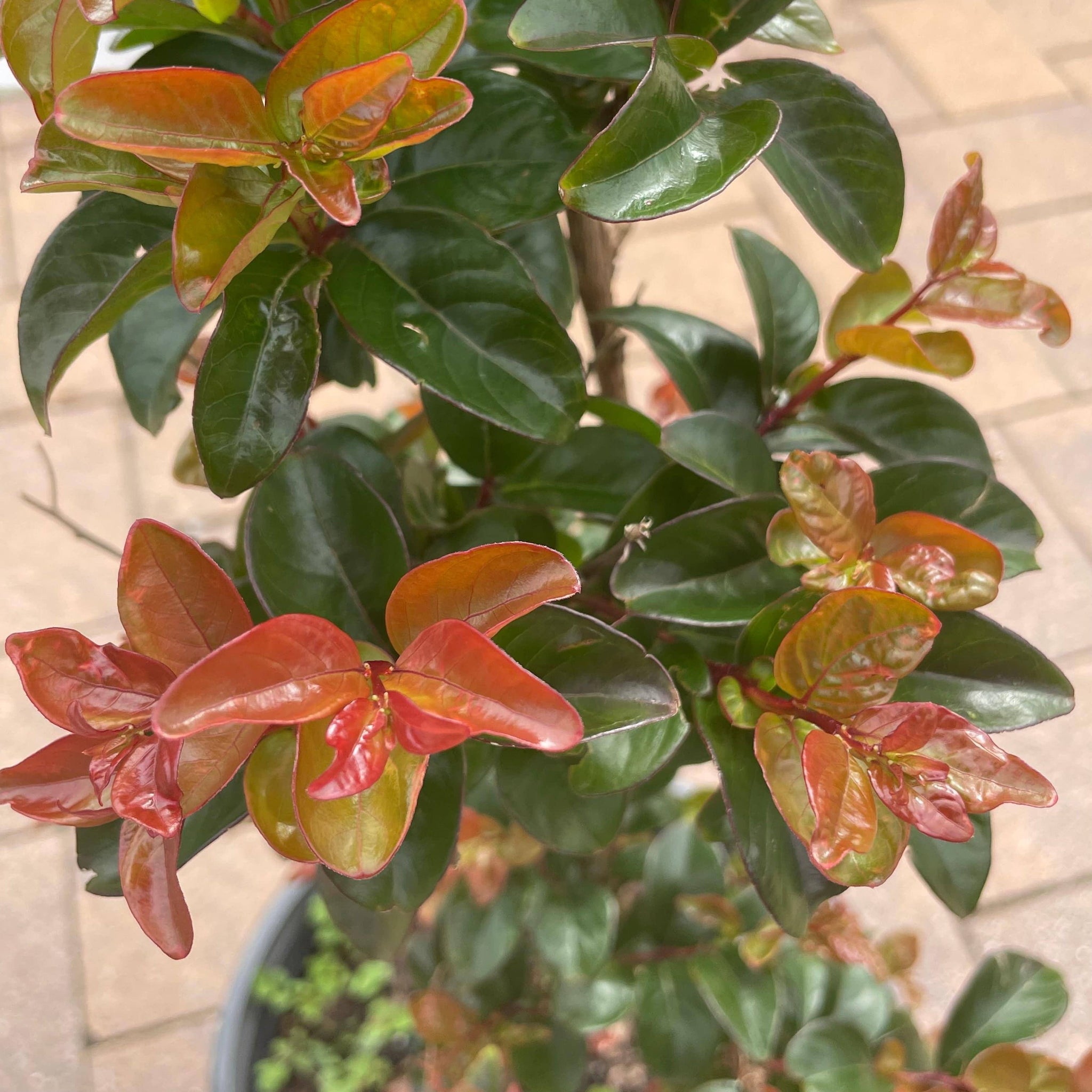 Crape Myrtle - Purple Magic - 3 gallon