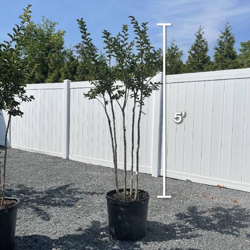 Crape Myrtle - Tuscarora - 15 gallon