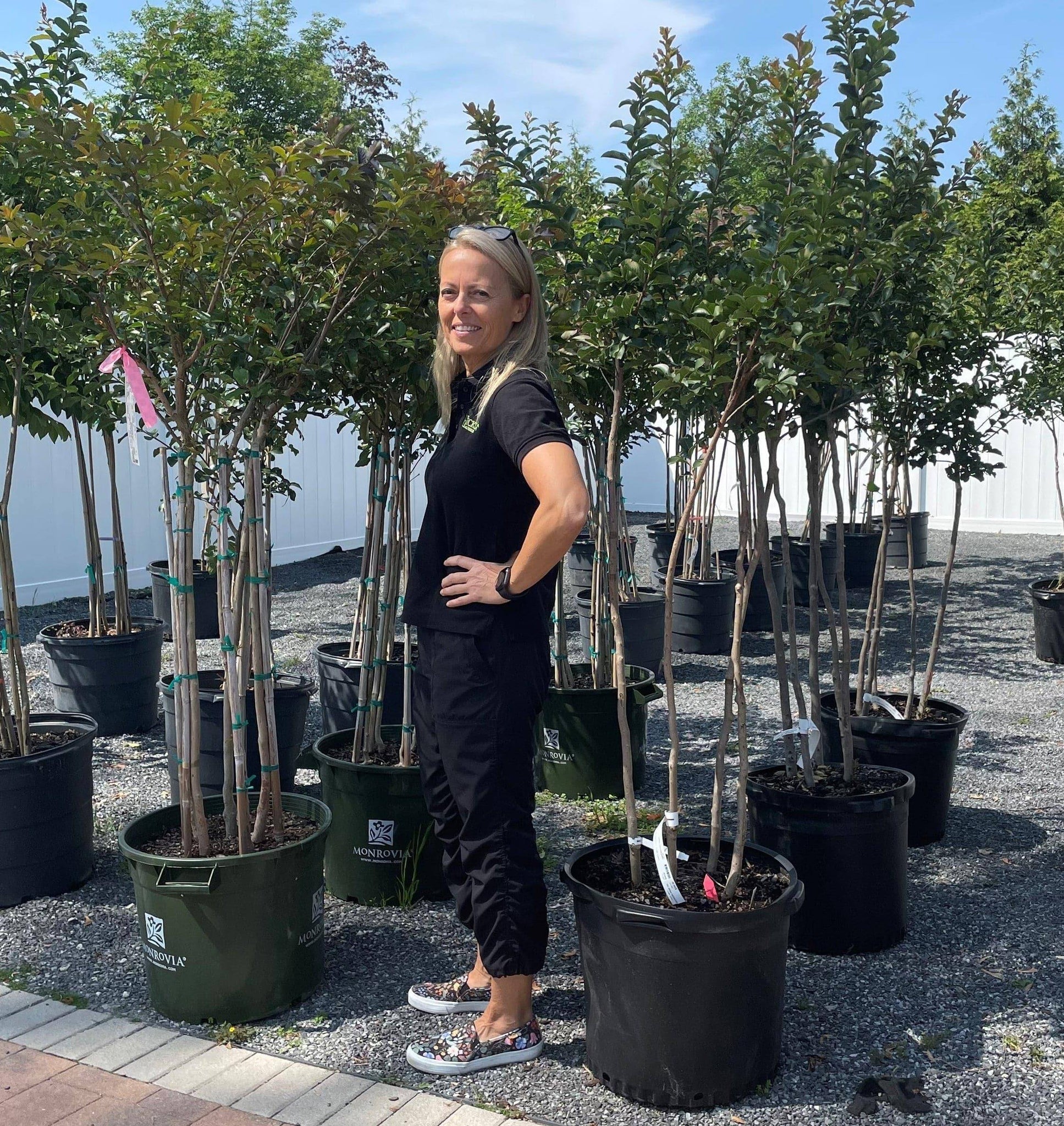 Crape Myrtle - Tuscarora - 15 gallon