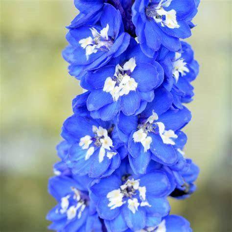 Delphinium - Blue Bird - 2 gallon