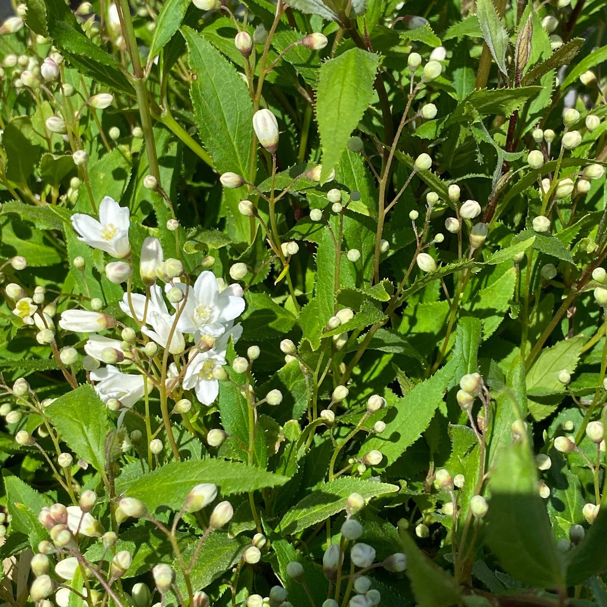 Deutzia - Nikko - 3 gallon