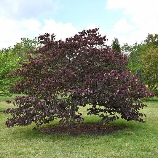 Eastern Redbud - Forest Pansy - 15 gallon