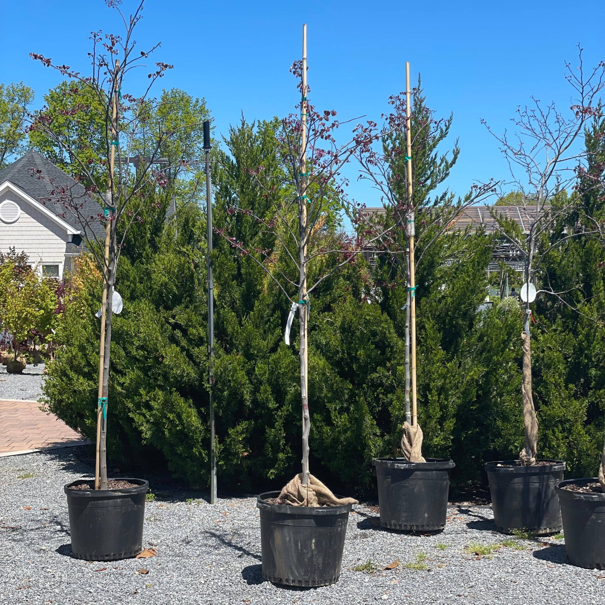 Eastern Redbud - Forest Pansy - 15 gallon