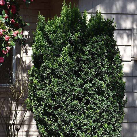 Euonymus - Green Spire - 3 gallon