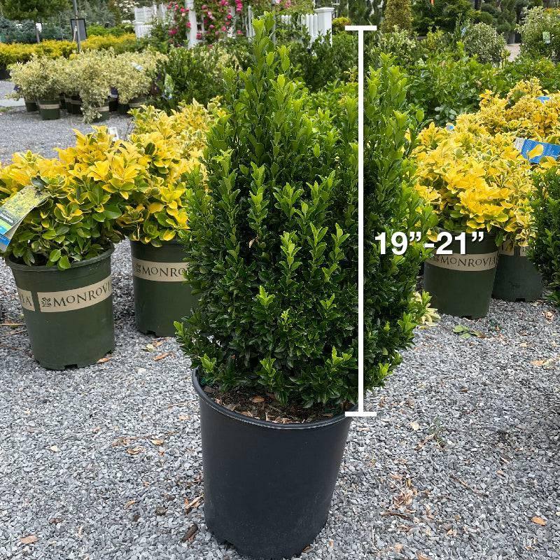 Euonymus - Green Spire - 5 gallon