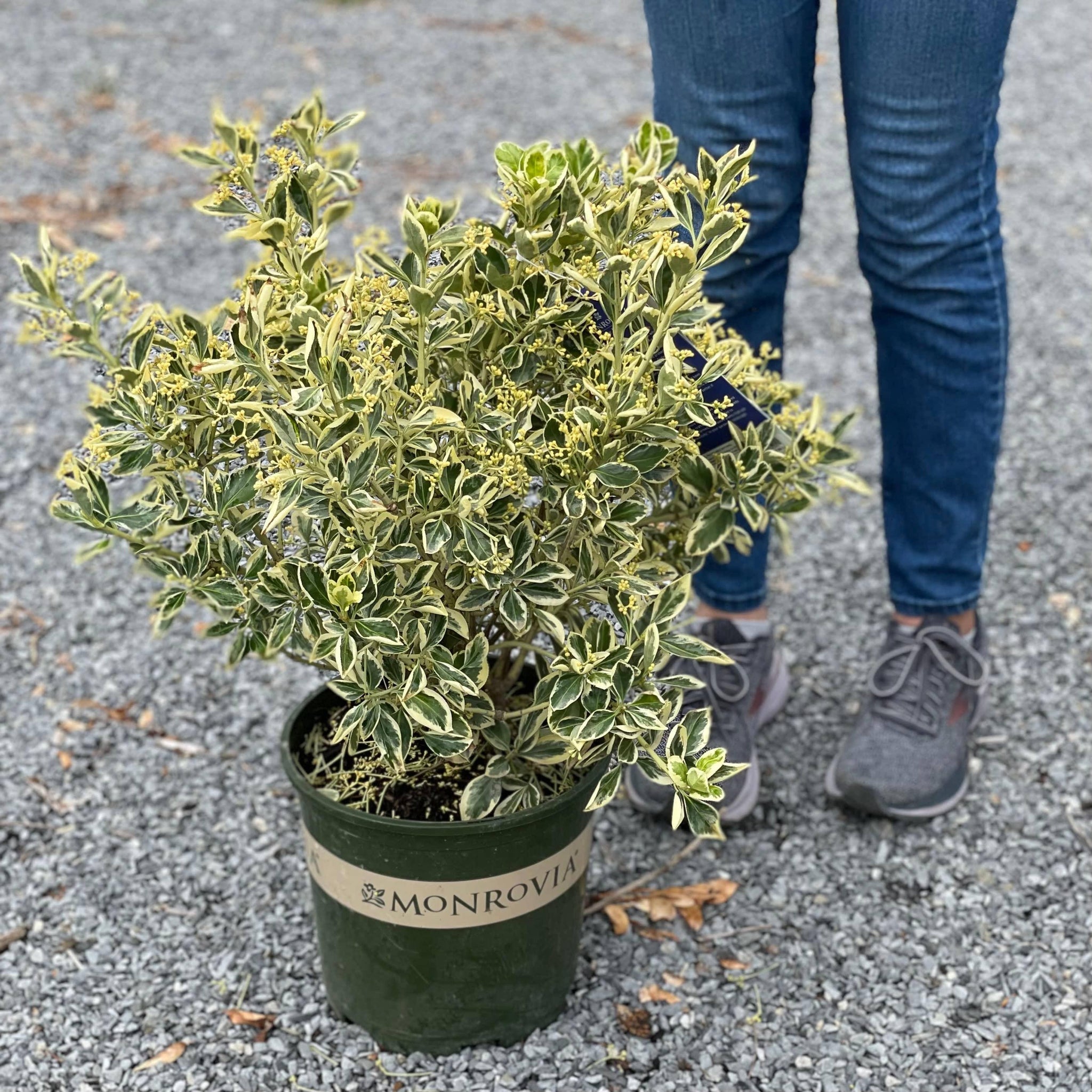 Euonymus - Silver King - 2 gallon