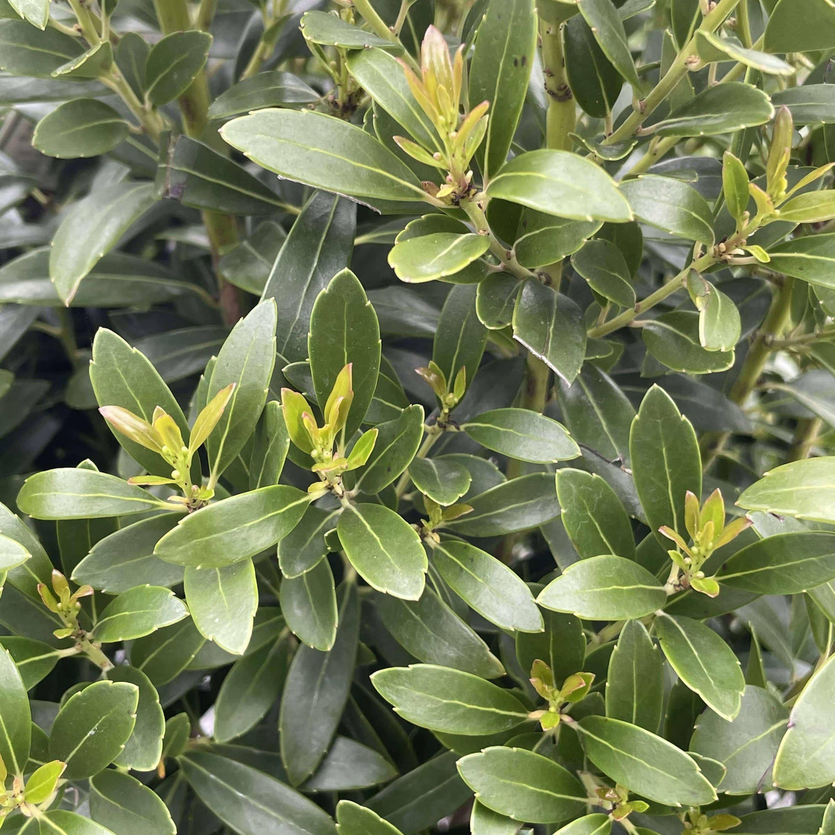 Holly - Shamrock Inkberry - 5 gallon