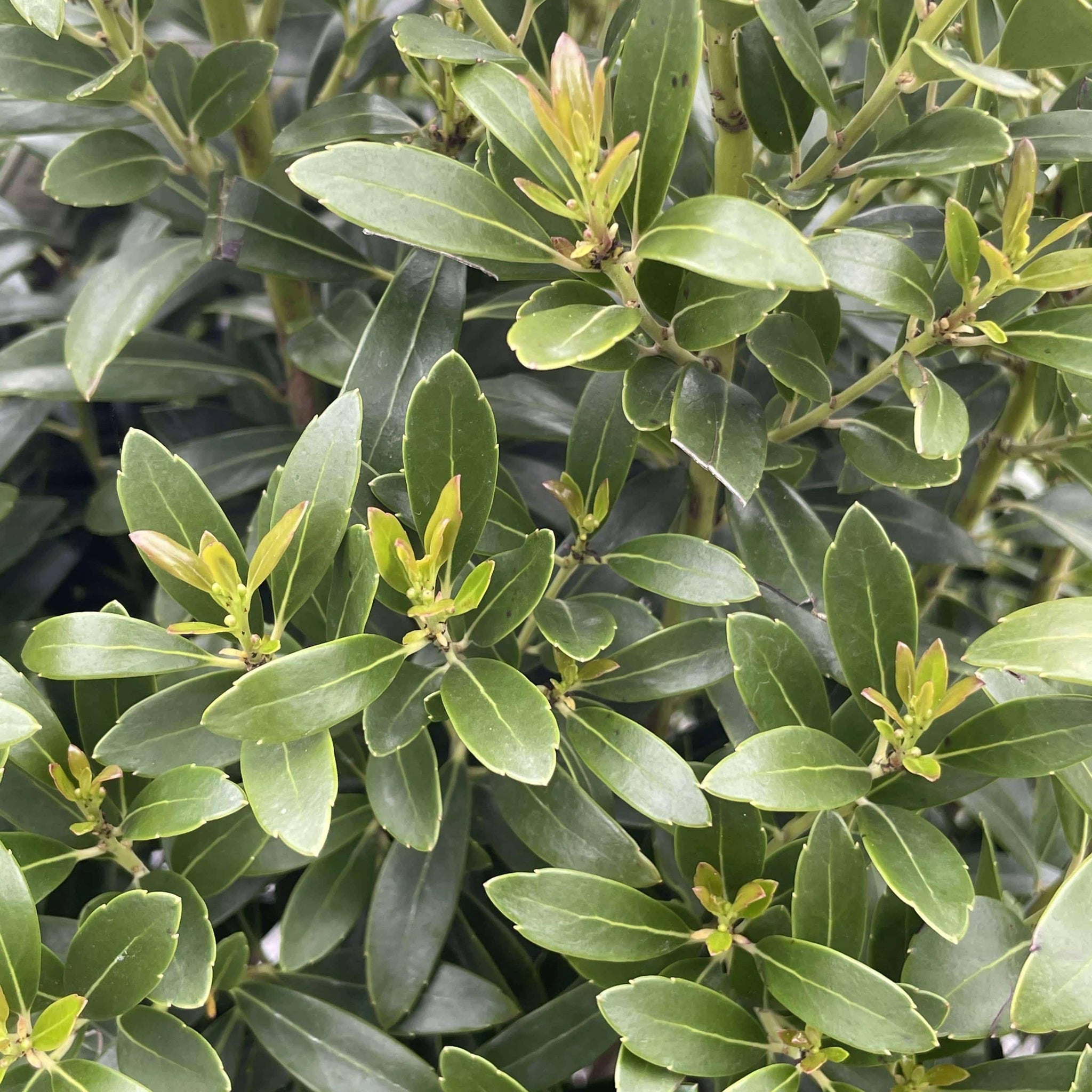 Holly - Shamrock Inkberry - 5 gallon