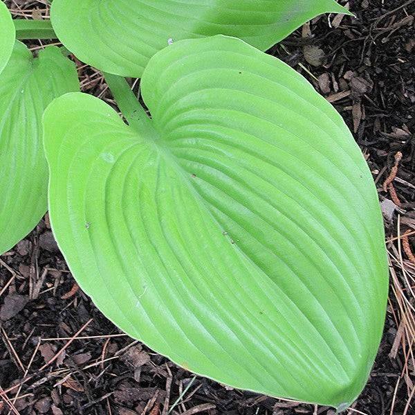 Hosta - Sum and Substance - 2 gallon
