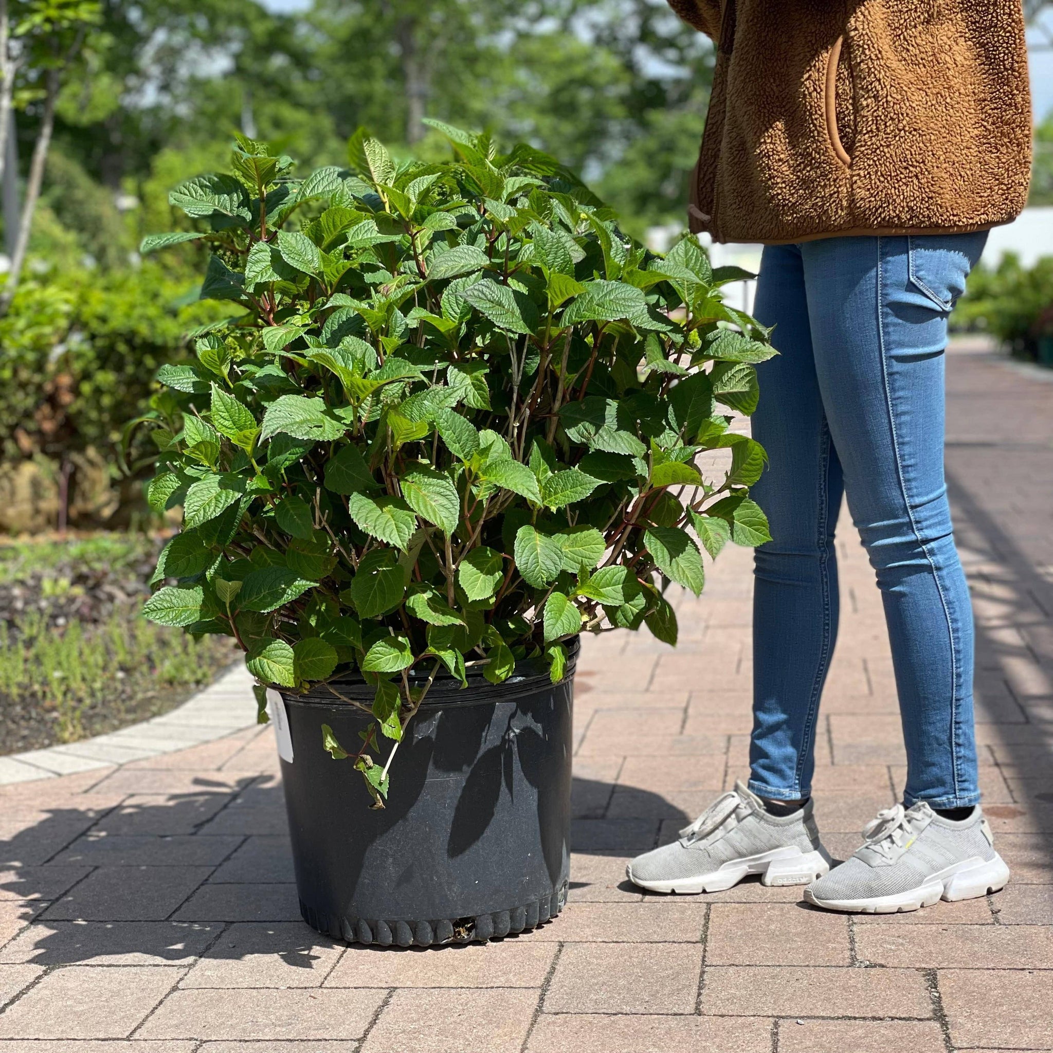 Hydrangea - Bloomstruck® - 7 gallon