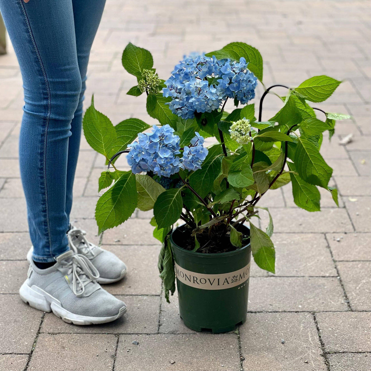 Hydrangea - Blue Enchantress® - 1 gallon