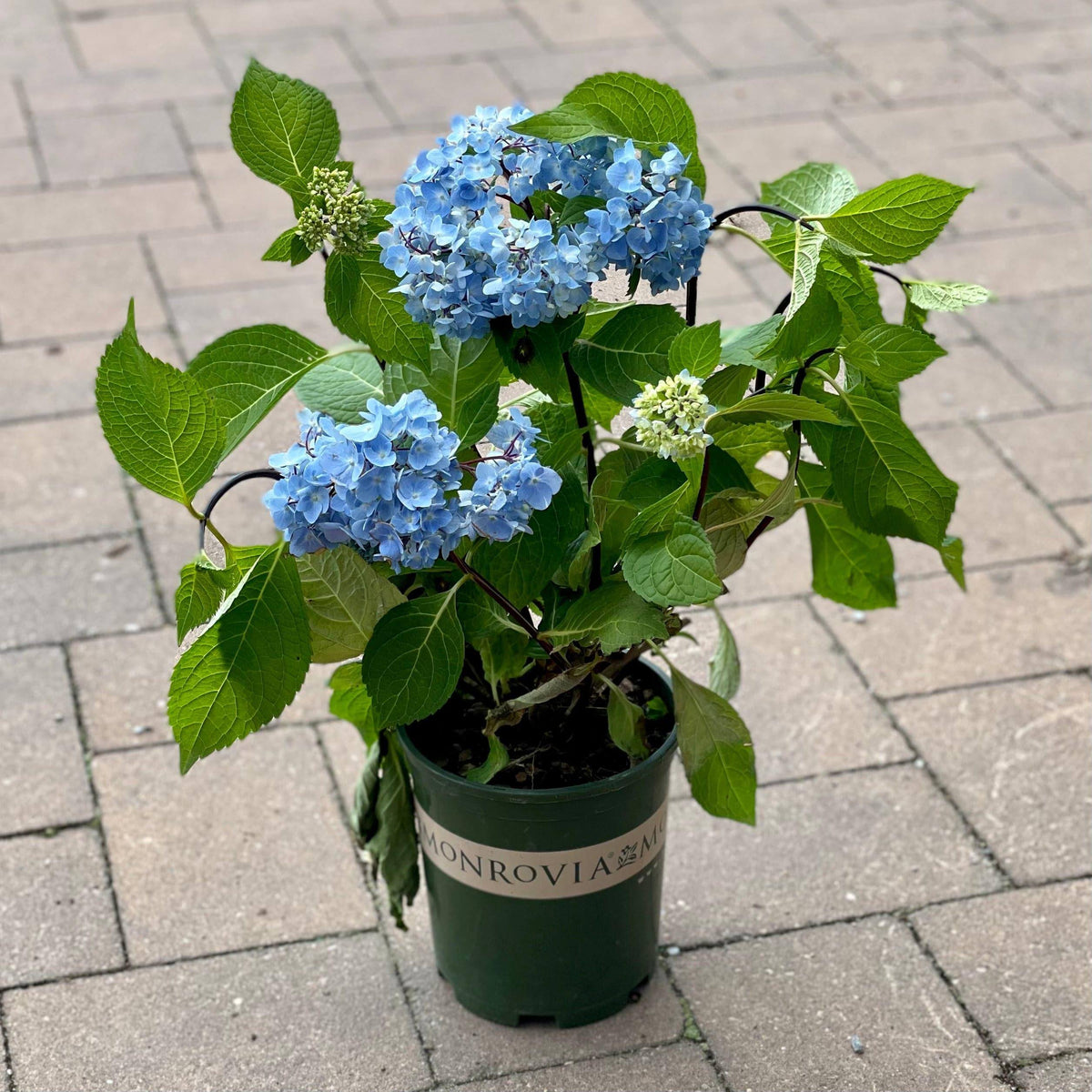Hydrangea - Blue Enchantress® - 1 gallon