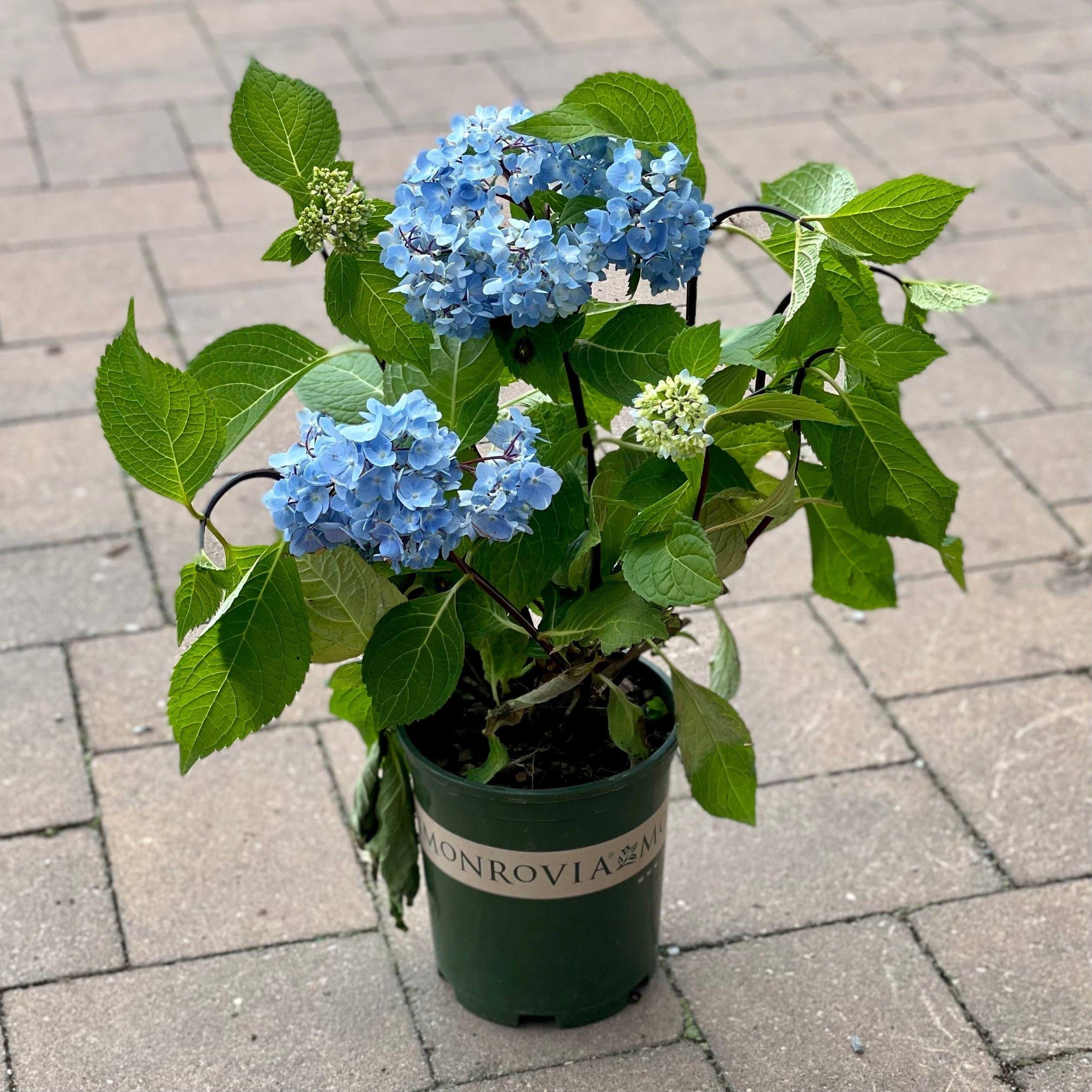 Hydrangea - Blue Enchantress® - 1 gallon