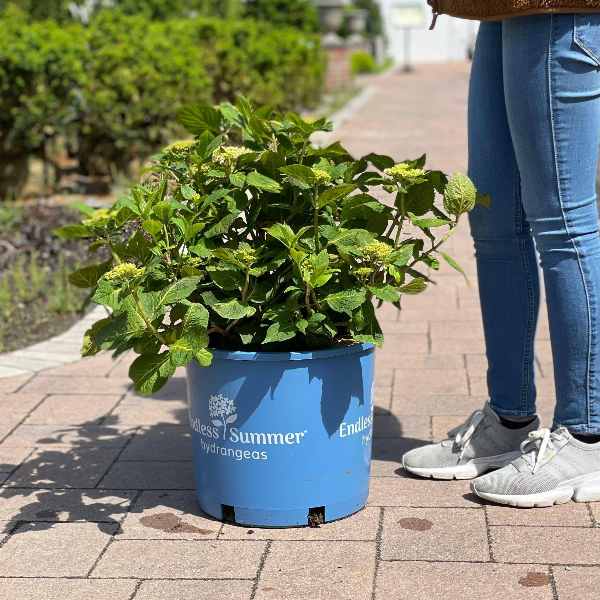 Hydrangea - Endless Summer® - 5 gallon