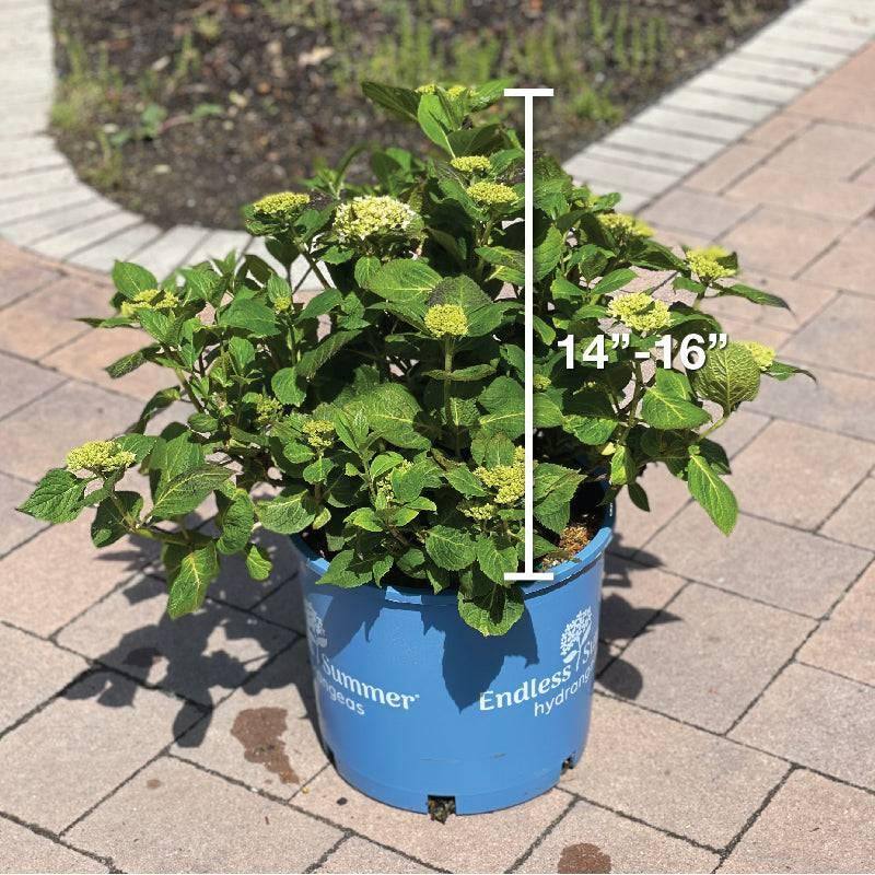 Hydrangea - Endless Summer® - 5 gallon