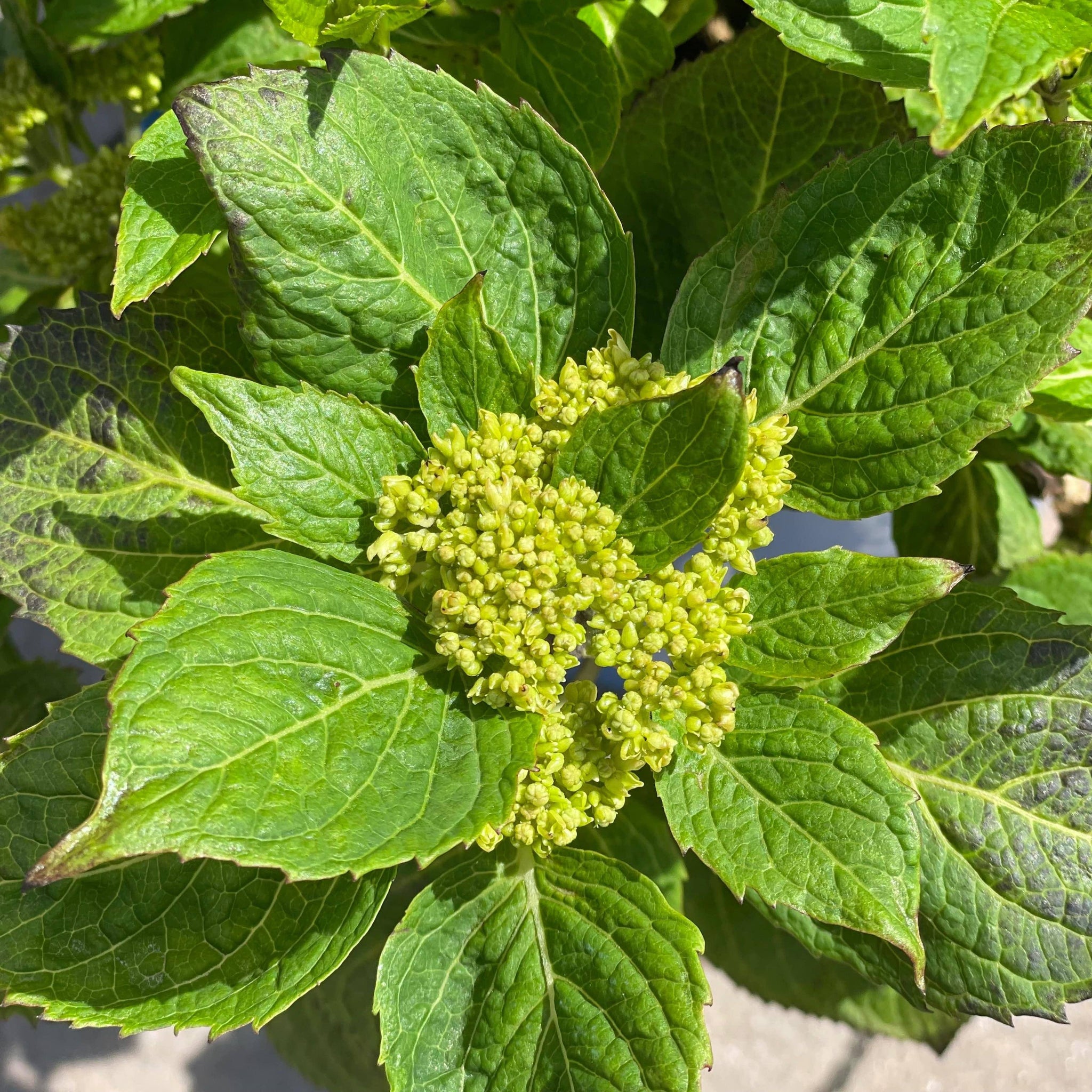 Hydrangea - Endless Summer® - 5 gallon