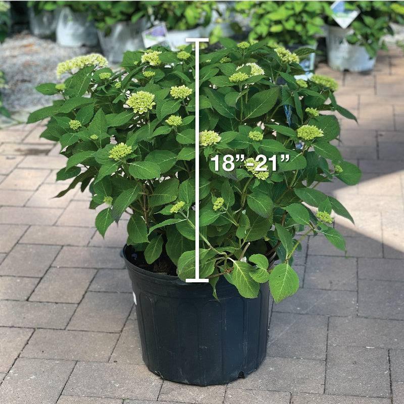 Hydrangea - Endless Summer - 7 gallon