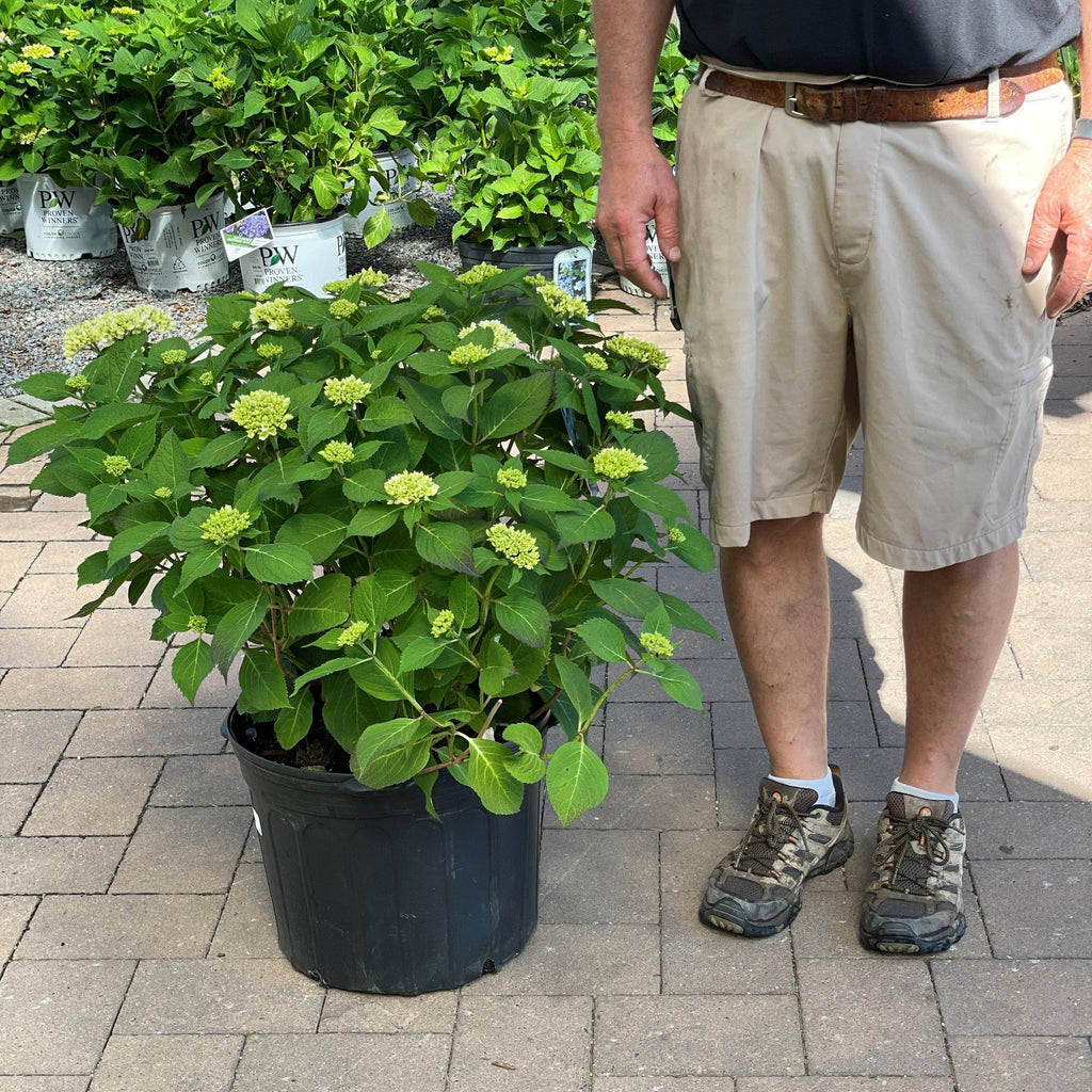 Hydrangea - Endless Summer - 7 gallon