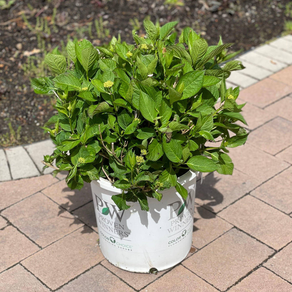 Hydrangea - Let's Dance® Rave® - 5 gallon