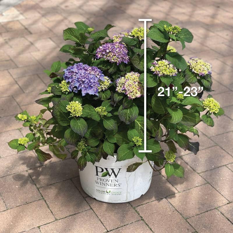Hydrangea - Let's Dance® Rhythmic Blue® - 7 gallon
