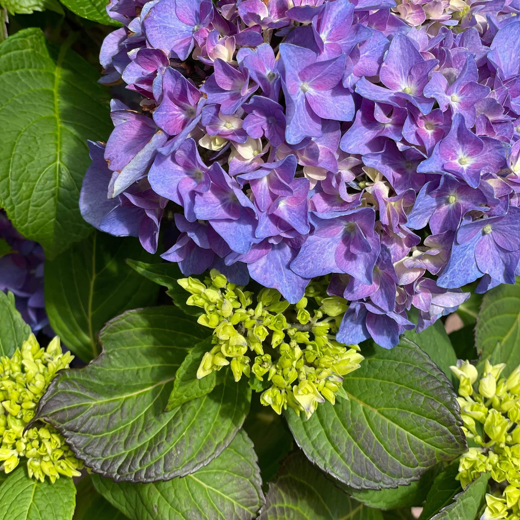 Hydrangea - Let's Dance® Rhythmic Blue® - 7 gallon