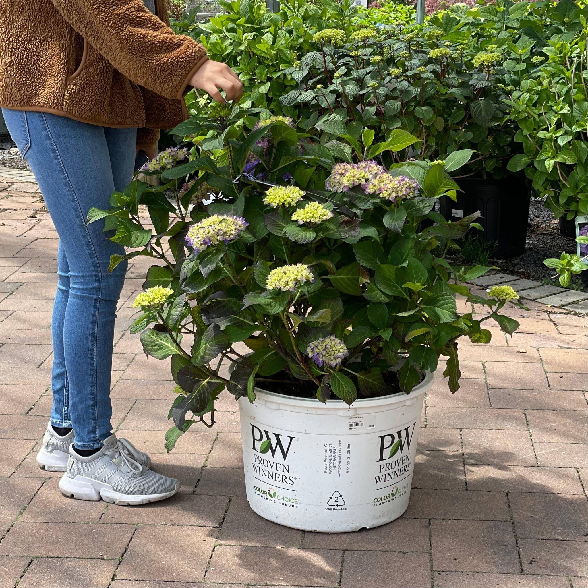 Hydrangea - Let's Dance® Rhythmic Blue® - 7 gallon