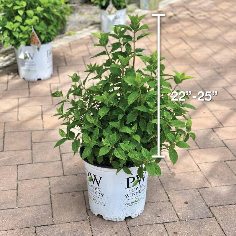 Hydrangea - Limelight - 5 gallon