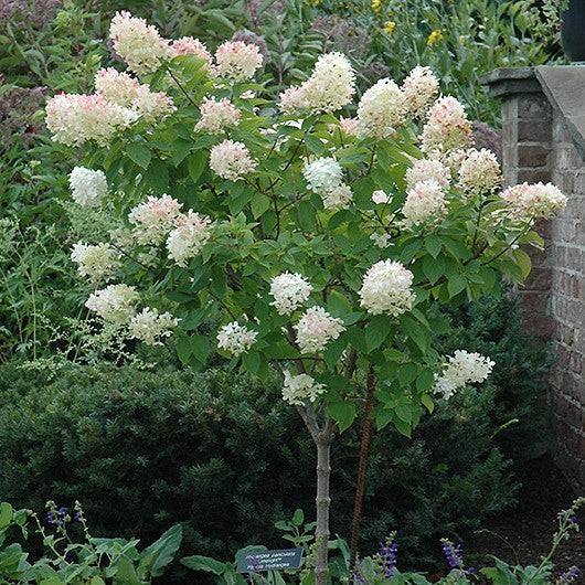 Hydrangea - Limelight Tree - 10 gallon