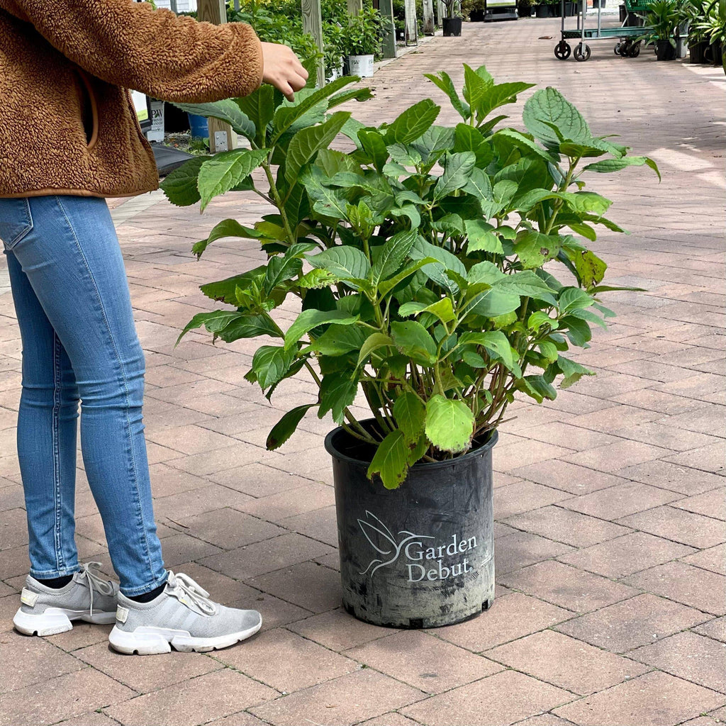 Hydrangea - Nantucket Blue - 5 gallon