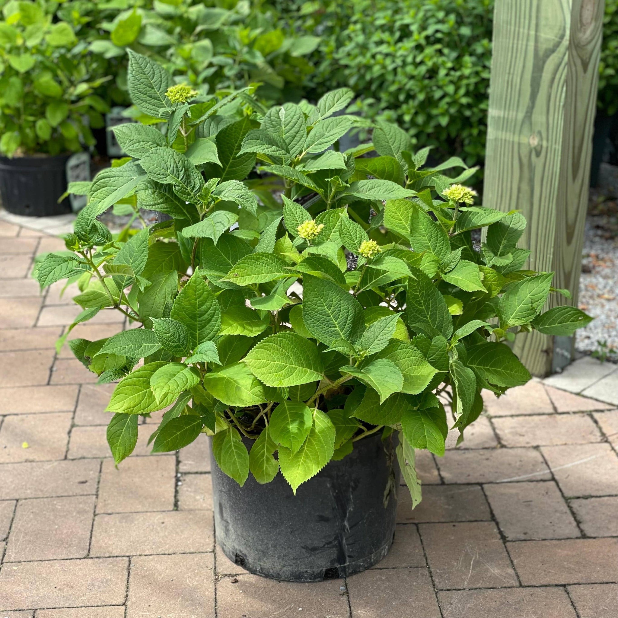 Hydrangea - Nantucket Blue™ - 7 gallon