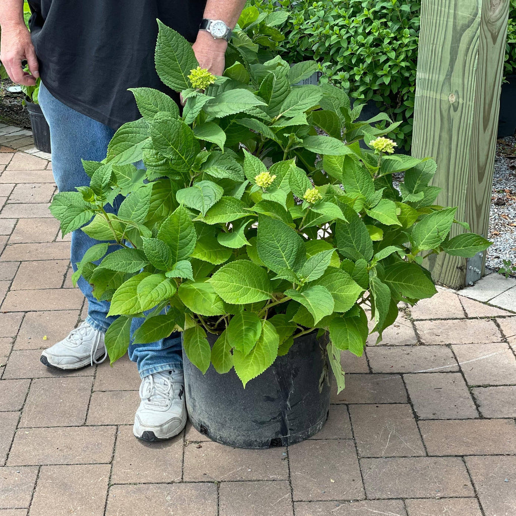 Hydrangea - Nantucket Blue™ - 7 gallon
